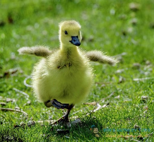 100+ Hình ảnh con vịt cute, hình ảnh vịt vàng dễ thương, đáng yêu