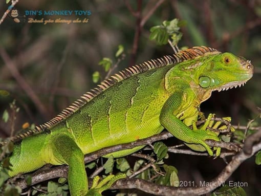 Top 10000+ hình ảnh con Kỳ Nhông (Kỳ Đà) đẹp, chất lượng nhất