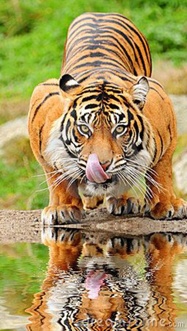 200000+ Ảnh Avatar Con Hổ Dũng Mãnh Đẹp Nhất 2023