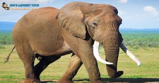 1000+ Tranh tô màu con voi đẹp nhất cho bé không thể bỏ qua