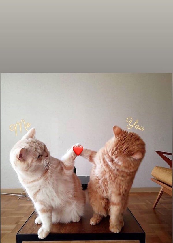 300 Cặp Avatar Đôi Mèo Đẹp, Đáng Yêu, Dễ Thương Và Cute