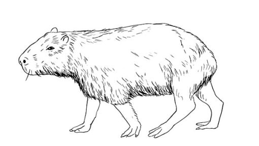 Tuyển chọn những tranh tô màu Capybara cute, dễ thương cho bé